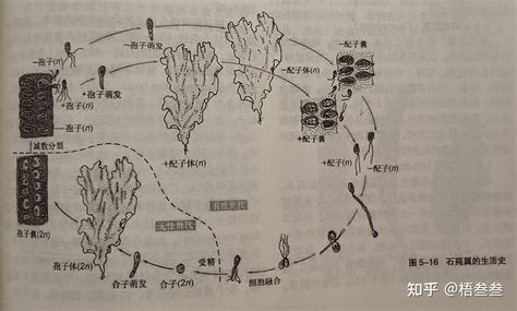 低等植物和蕨类的孢子体和配子体是什么样子的？ 知乎