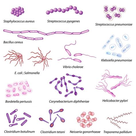 What Is Bacteria Classification With Pictures