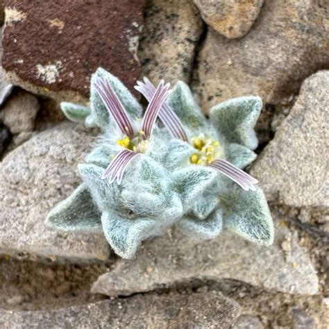 Central Texas Orchids Limestone Sinkholes New Aster Species Crime Pays But Botany Doesnt