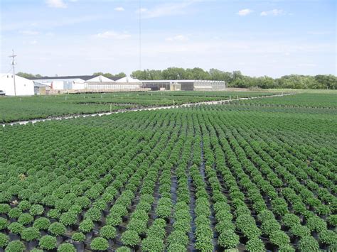 Mums Fall Free State Growers