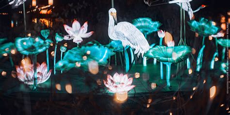 《上元灯彩》摄影师子意 站酷zcool