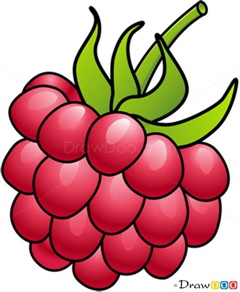 Raspberry Drawing Easy Raspberry