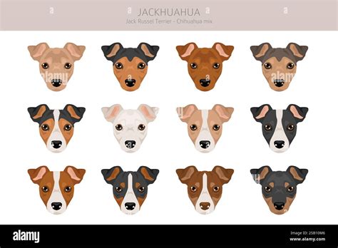 Jackhuahua Clipart Jack Russel Terrier Chihuahua Mix All Possible