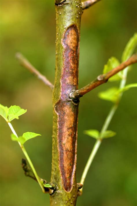Ash Dieback Forest Pathology