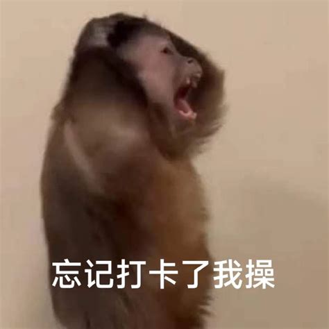 表情包又更新了，拿图互动 忘记打卡了我操 真哭啦？表情包集锦打卡表情包傻逼幽默新浪新闻