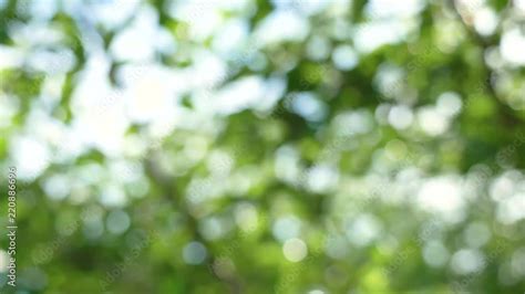 Beautiful Green Leaf Nature Background Out Of Focus Video Footage
