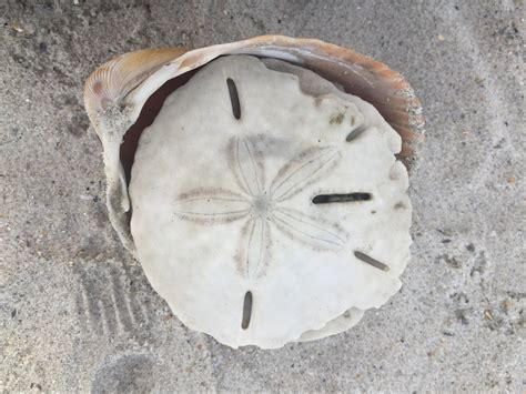 Sand Dollars Coastal Treasures Amp Image Sand Dollar Secrets