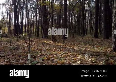 Ground Layer Of The Deciduous Forest Stock Videos And Footage Hd And 4k
