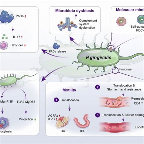 Macronutrients Pie Chart Legend Mean Macronutrient Energy Intake As