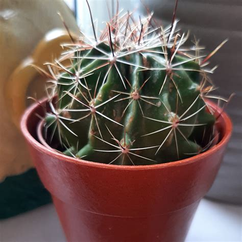 Why Are My Candy Barrel Cactus Leaves Droopy 🌵