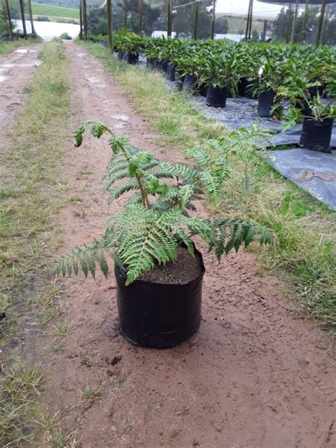 Cyathea Australis 10lt Clicknplant Online Nursery Gauteng