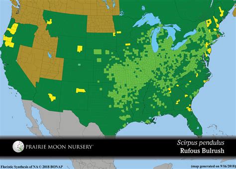 Scirpus Pendulus Rufous Bulrush Prairie Moon Nursery