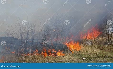 Huge Fire Dry Grass Fire Near Rural Homes Burning Forest And Dead