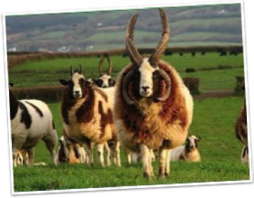 4 Horned Sheep Breeds
