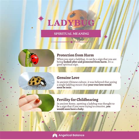 19 Ladybug Spiritual Meanings Symbolism Of Seeing One