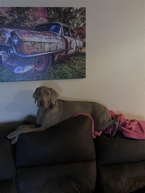 Piper Thinks Shes A Small Dog 😂 Rweimaraner