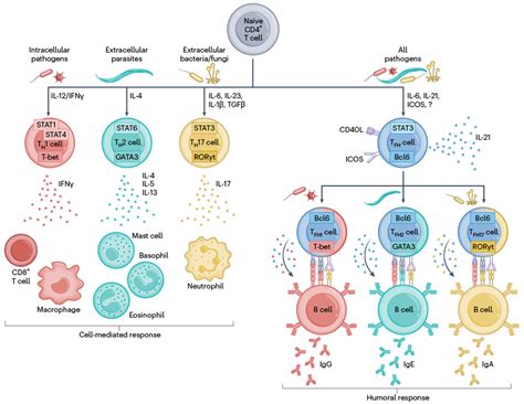 Cd4 T Cell Memory Pubmed