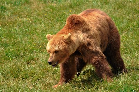 Dónde Vive El Oso Y Qué Secretos Esconde Su Cueva Y Más