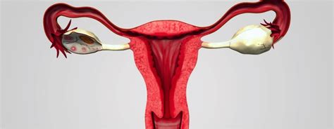 Female Reproductive System  S In The Age Of Digital Reproduction