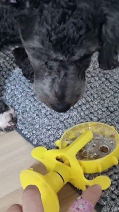 개조심 강아지 Youtube