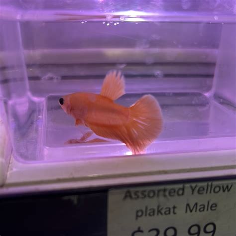 Assorted Yellow Plakat Betta Splendens Tropical Aquarium