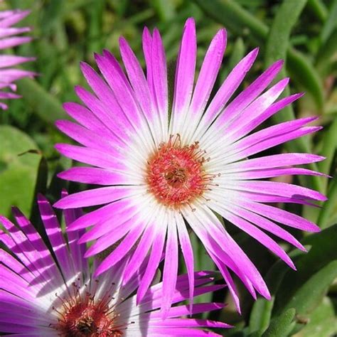 خرید و قیمت گل ناز یخی رونده از غرفه گلخانه باغ بهشت