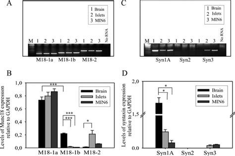 Expression Of Munc18 And Syntaxin Mrna Isoforms In Brain Islets And Download Scientific