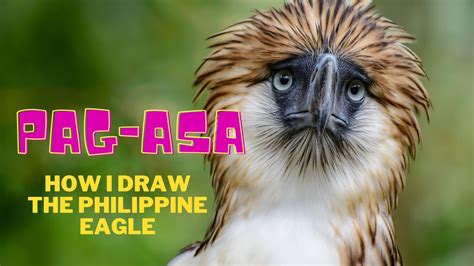 Pag Asa How To Draw The Philippine Eagle Youtube
