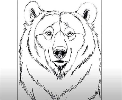 Grizzly Bear Face Outline