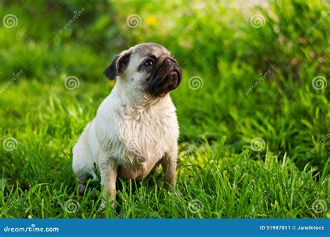 Pug Stock Image Image Of Sunny Green Puppy Autumn 51987011