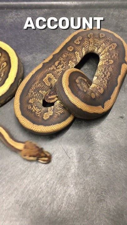 Light And Dark Cypress Redstripe Ball Pythons Shorts Youtube