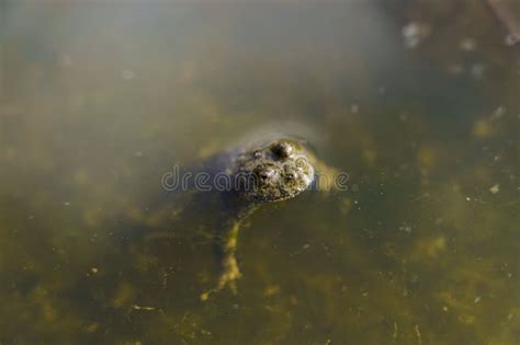 Small Frog Eyes In Pond Water Stock Image Image Of Frog Natural