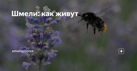 Шмели как живут Юрий Щёголев Дзен