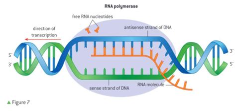 Unit 28 Transcription And Gene Expression Unit 29 Translation Unit
