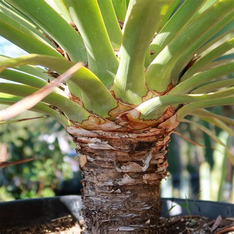 Shop Dragon Tree Dracaena Draco Care And Growing Guide Planet Desert