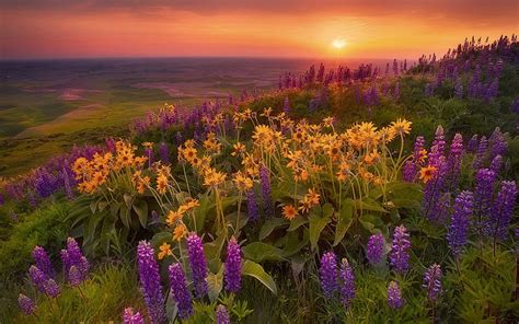 Beautiful Sunset Palouse Fine Art Landscape Photography Flower Field
