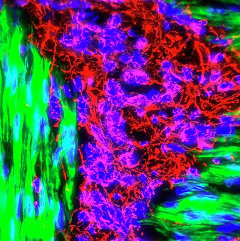 Auerbachs Plexus Photograph By R Bick B Poindexter Ut Medical School Pixels