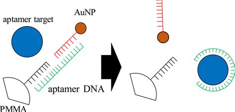 Schematic Representation Of Aptamer Based Sensing In The Cag Field
