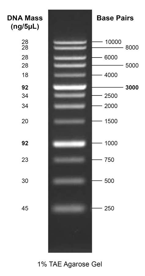Gelite™ 1 Kb Dna Ladder Aat Bioquest