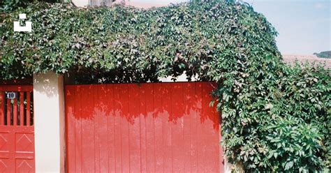 A Red Garage With Vines Growing Over It Photo Free Plant Image On