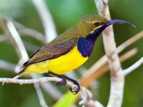 Sunbird Bird