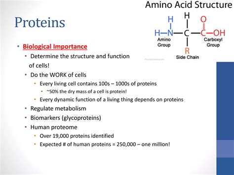 Four Classes Of Macromolecules Ppt