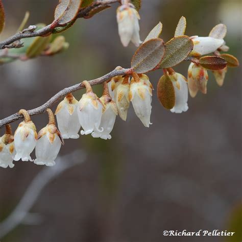 Le Cassandre Caliculé Comité Régional Pour La Protection Des Falaises