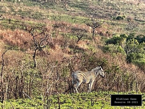 Riyadh Cassim Riyadhcassim • Instagram Photos And Videos