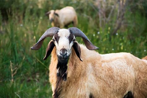 Afbeeldingen Over Indian Sheep Blader In Stockfotos Vectoren En Videos Over 50 Adobe Stock