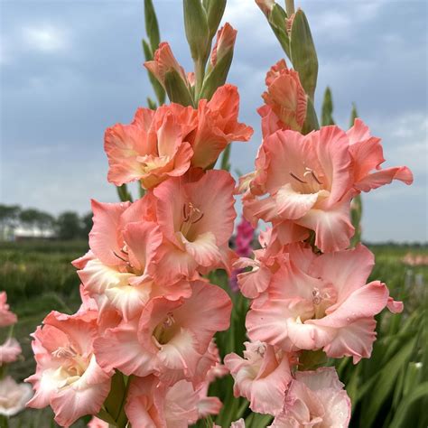 Mieczyk Dolce Vita 10szt Ecebule