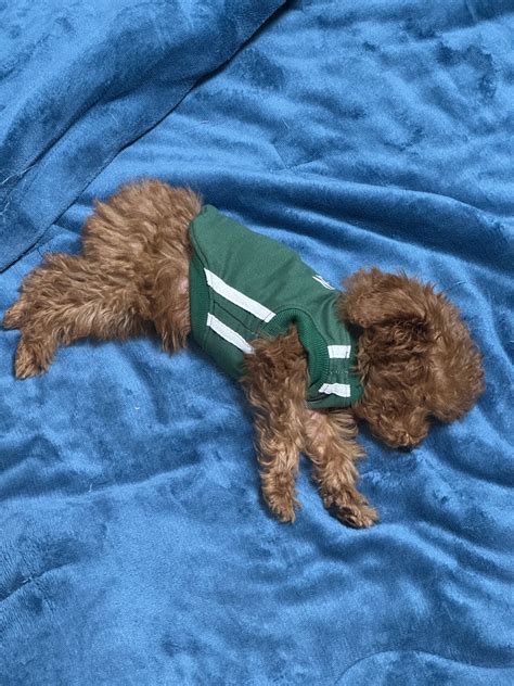 푸들 사료요ㅠㅠ 멍냥보감