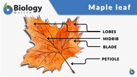 Leaflets Definition And Examples Biology Online Dictionary