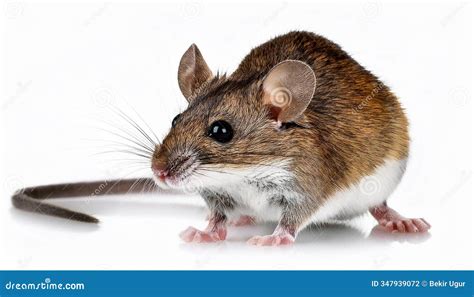 White Footed Mouse Isolated On A White Background Stock Image