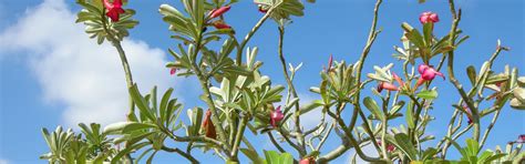 Southern Grasshopper Mouse Onychomys Torridus Faunafocus